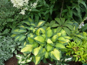 Perennials for Shade - Greenland Garden Centre