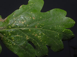 What’s Bugging Your Trees & Shrubs - Greenland Garden Centre