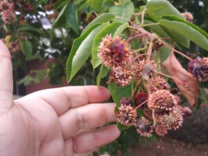What’s Bugging Your Fruiting Plants - Greenland Garden Centre