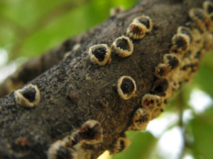 What’s Bugging Your Trees & Shrubs - Greenland Garden Centre
