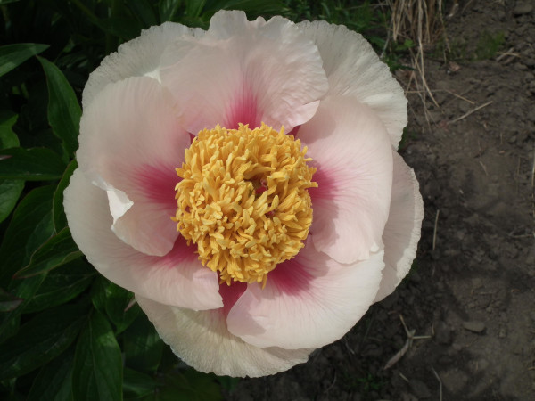 Featured Peonies 2023 – Greenland Garden Centre