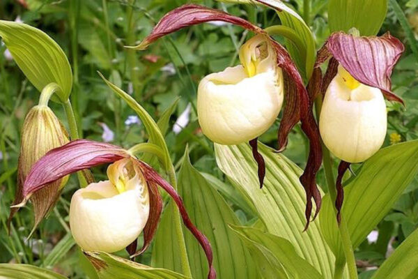 Lady Slipper Orchid - Greenland Garden Centre