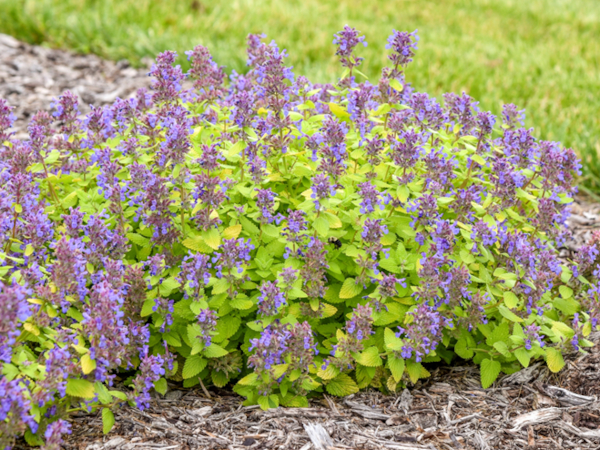New & Featured Perennials for 2026 - Greenland Garden Centre